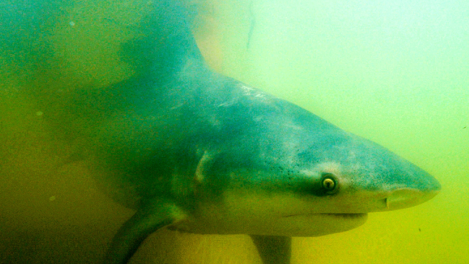 Prime Video: Senses of Danger - how animals can save the world