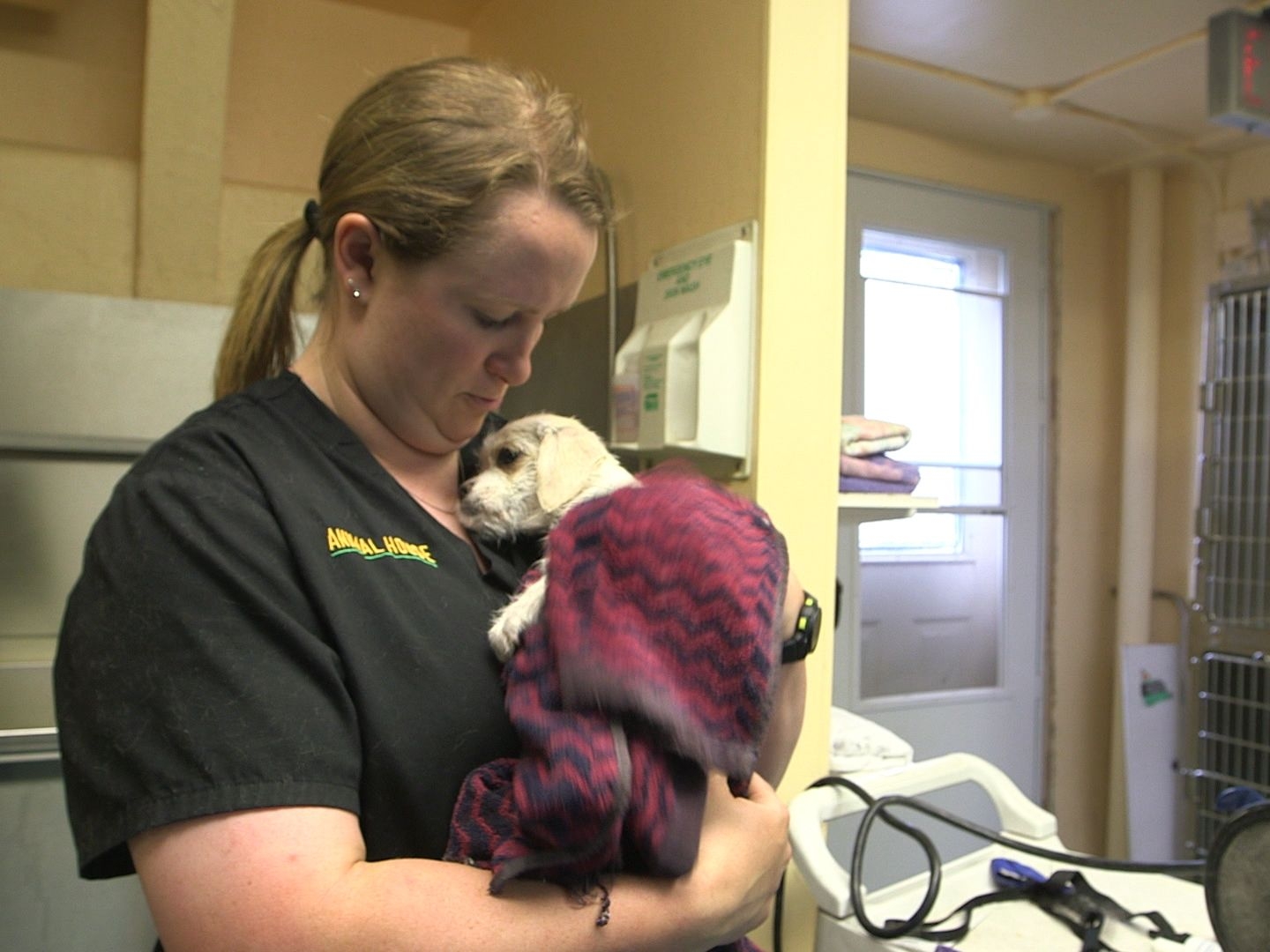 Prime Video: Dr. Dee: Alaska Vet - Season 1