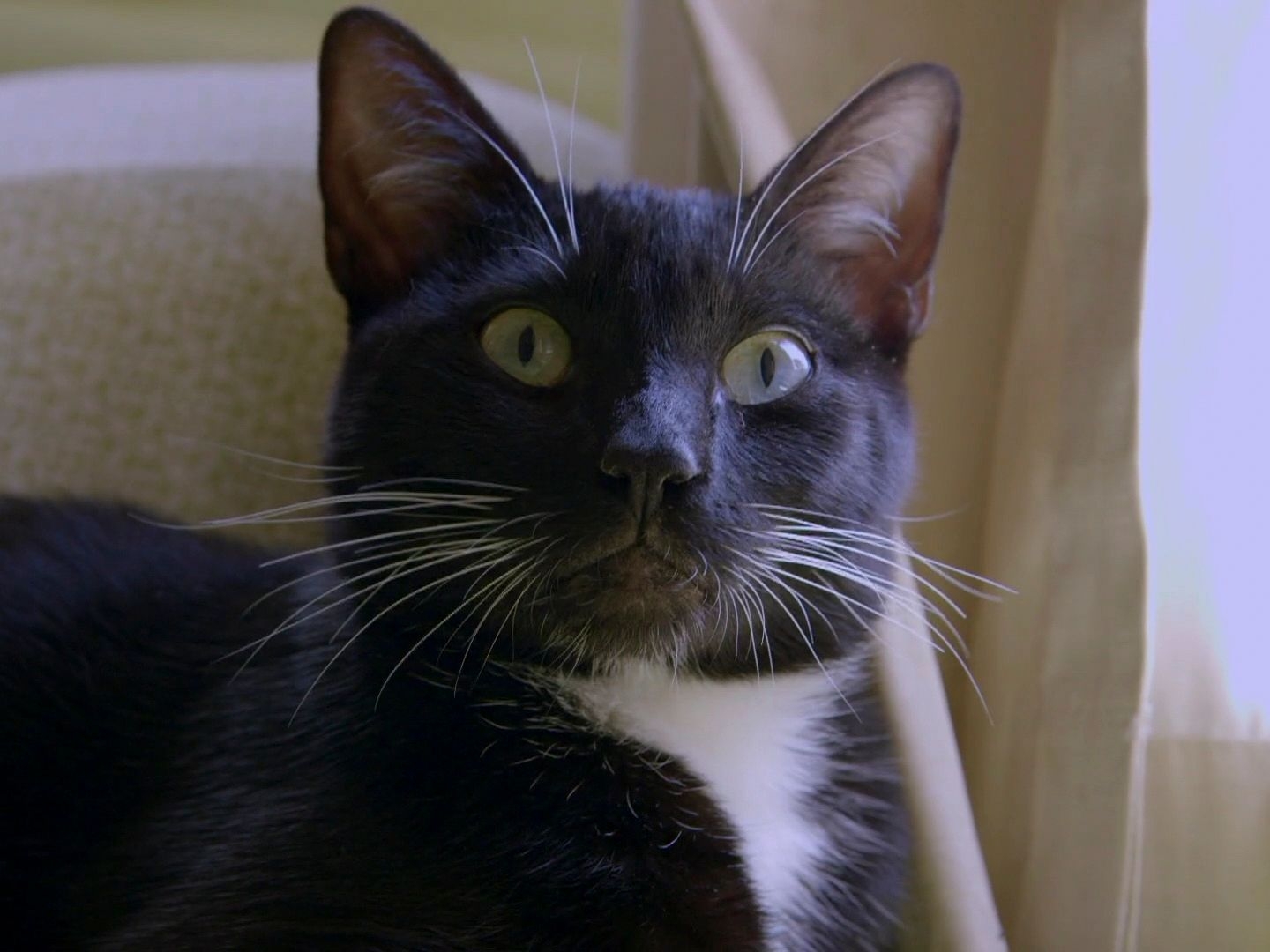 Prime Video: Cat vs. Dog - Season 1