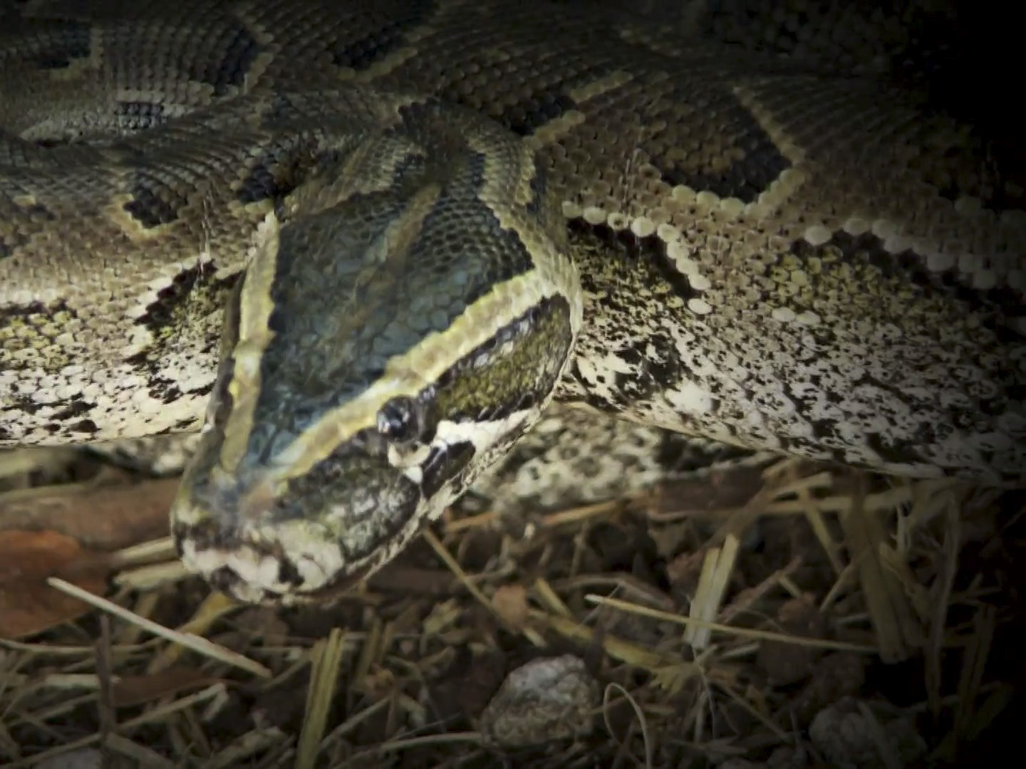 Prime Video: Swamp Wars - Season 1