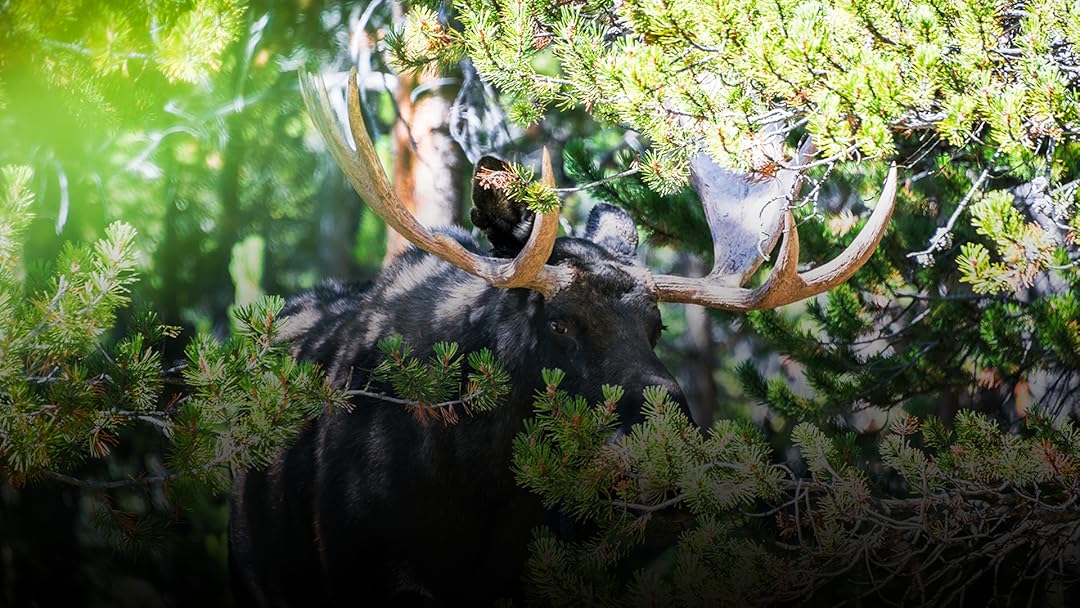 Prime Video: Forever Orignal