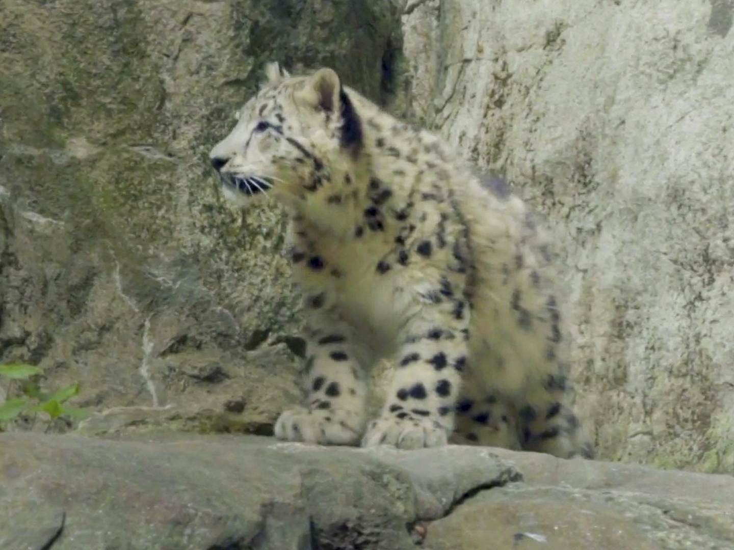 Prime Video: The Zoo - Season 4