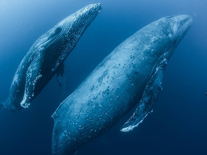 Prime Video: Chasing Ocean Giants - Season 1