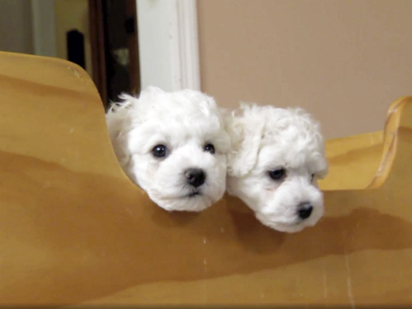 Prime Video: Too Cute! - Season 2