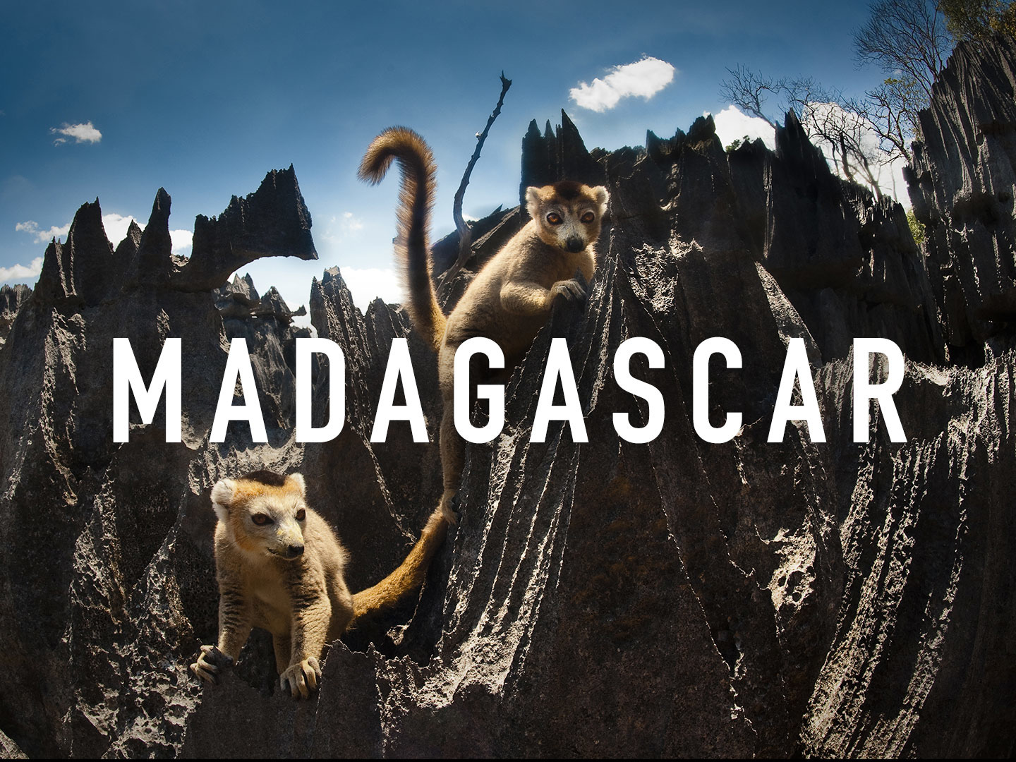 Prime Video: Madagascar - Season 1