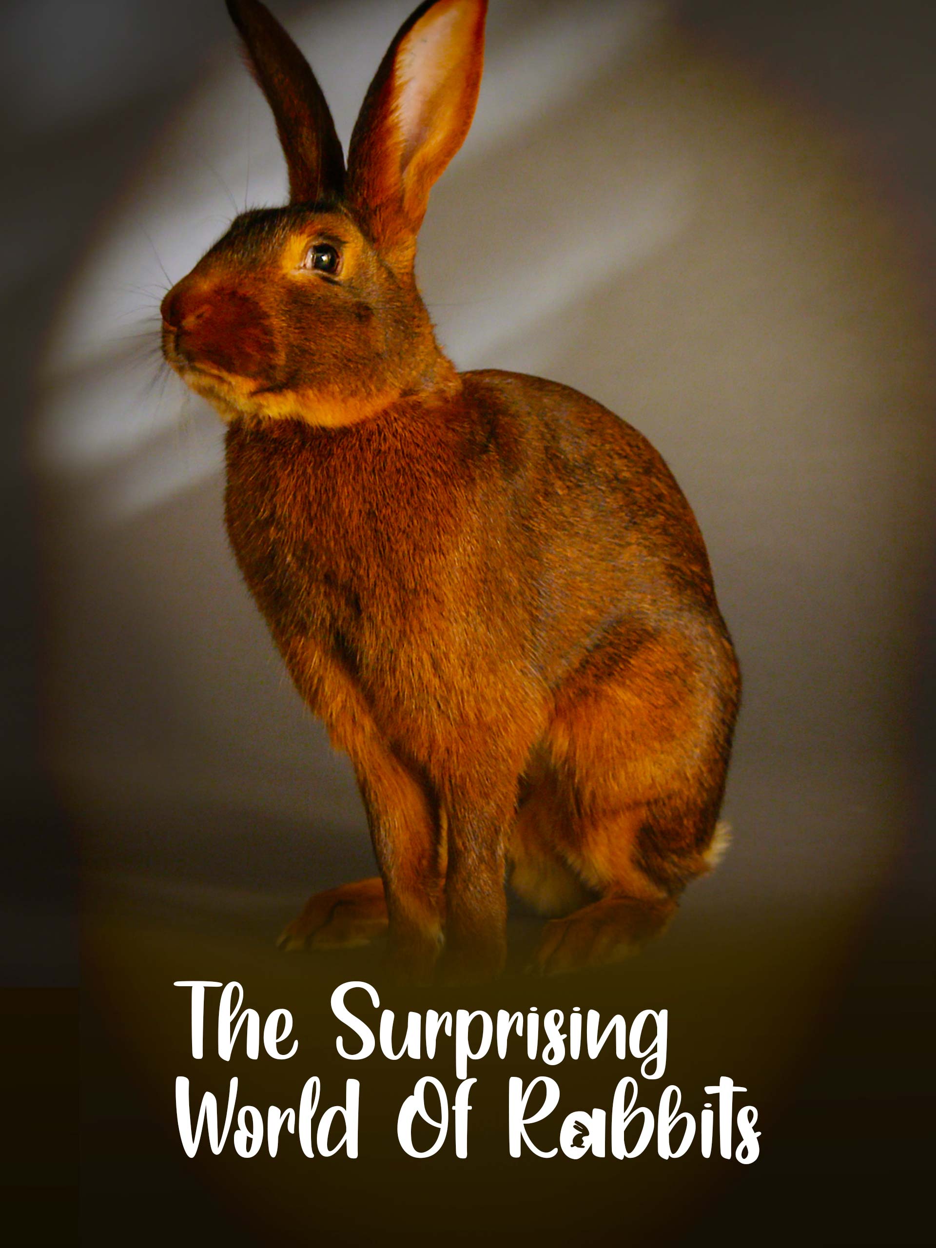Prime Video: The Surprising World Of Rabbits