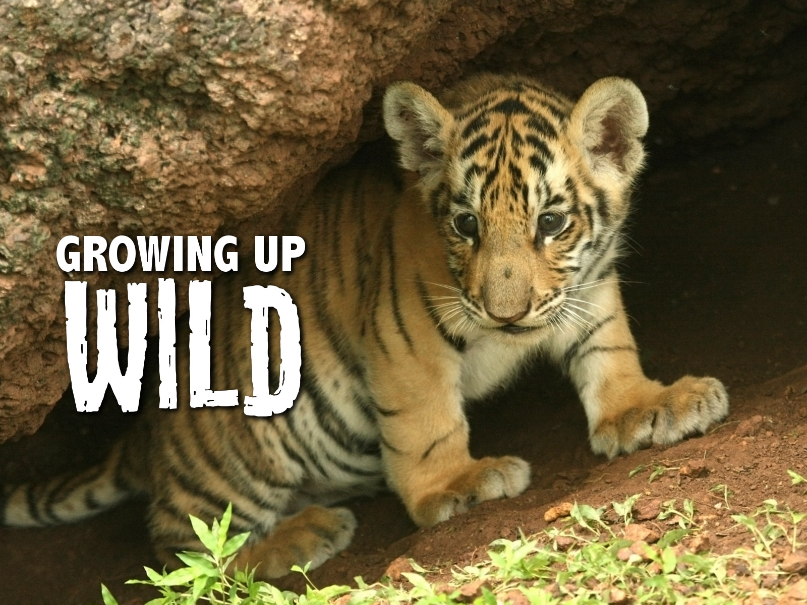 Prime Video: Growing Up Wild, Season 1
