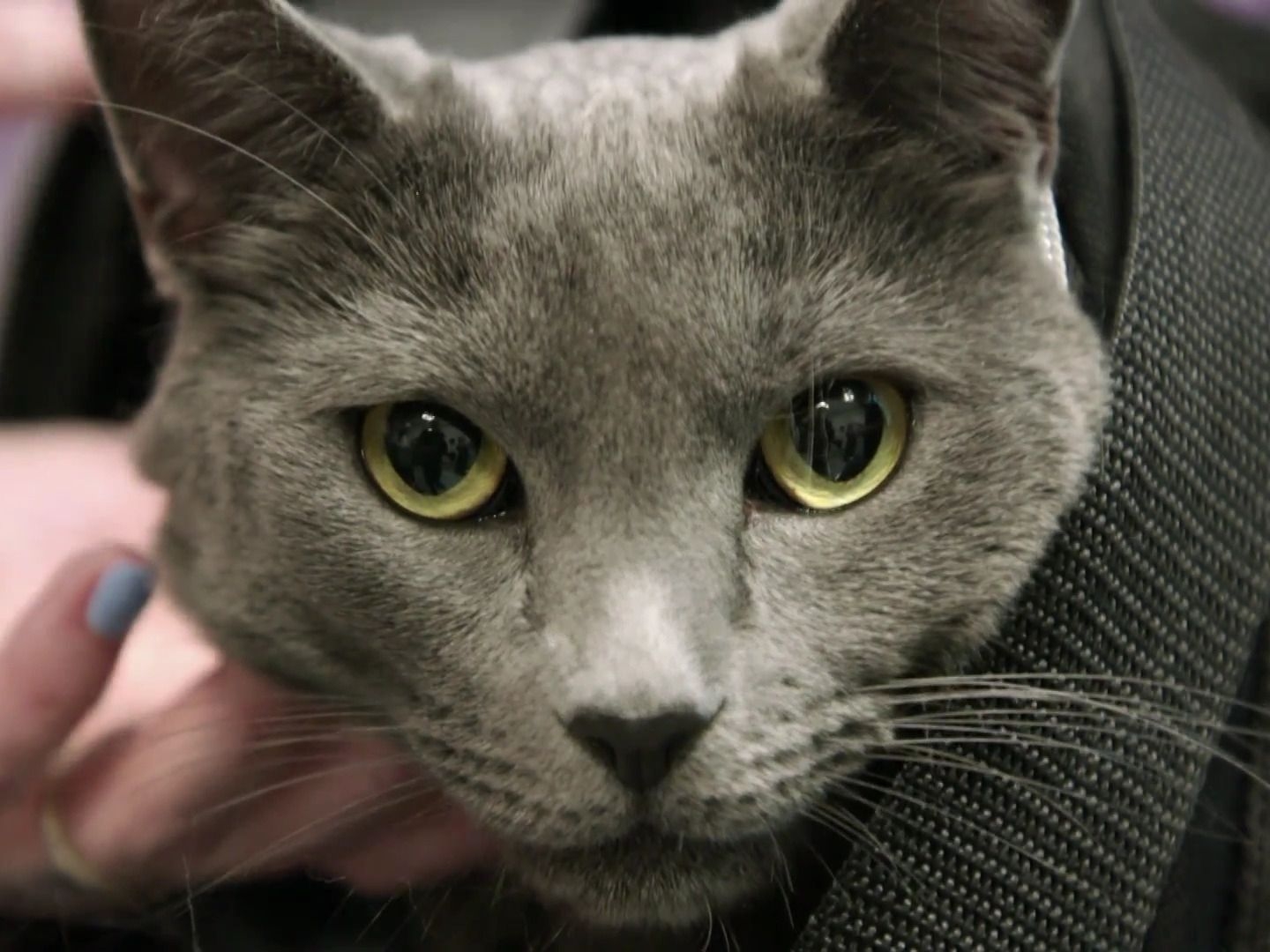 Prime Video: The Vet Life - Season 3