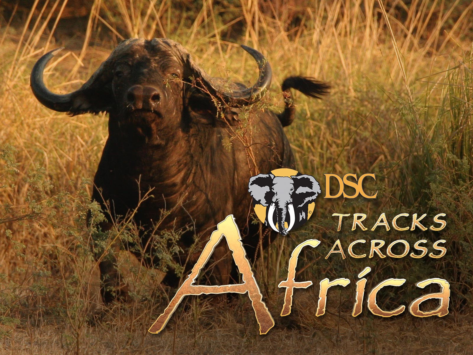 Prime Video: Tracks Across Africa - Season 13