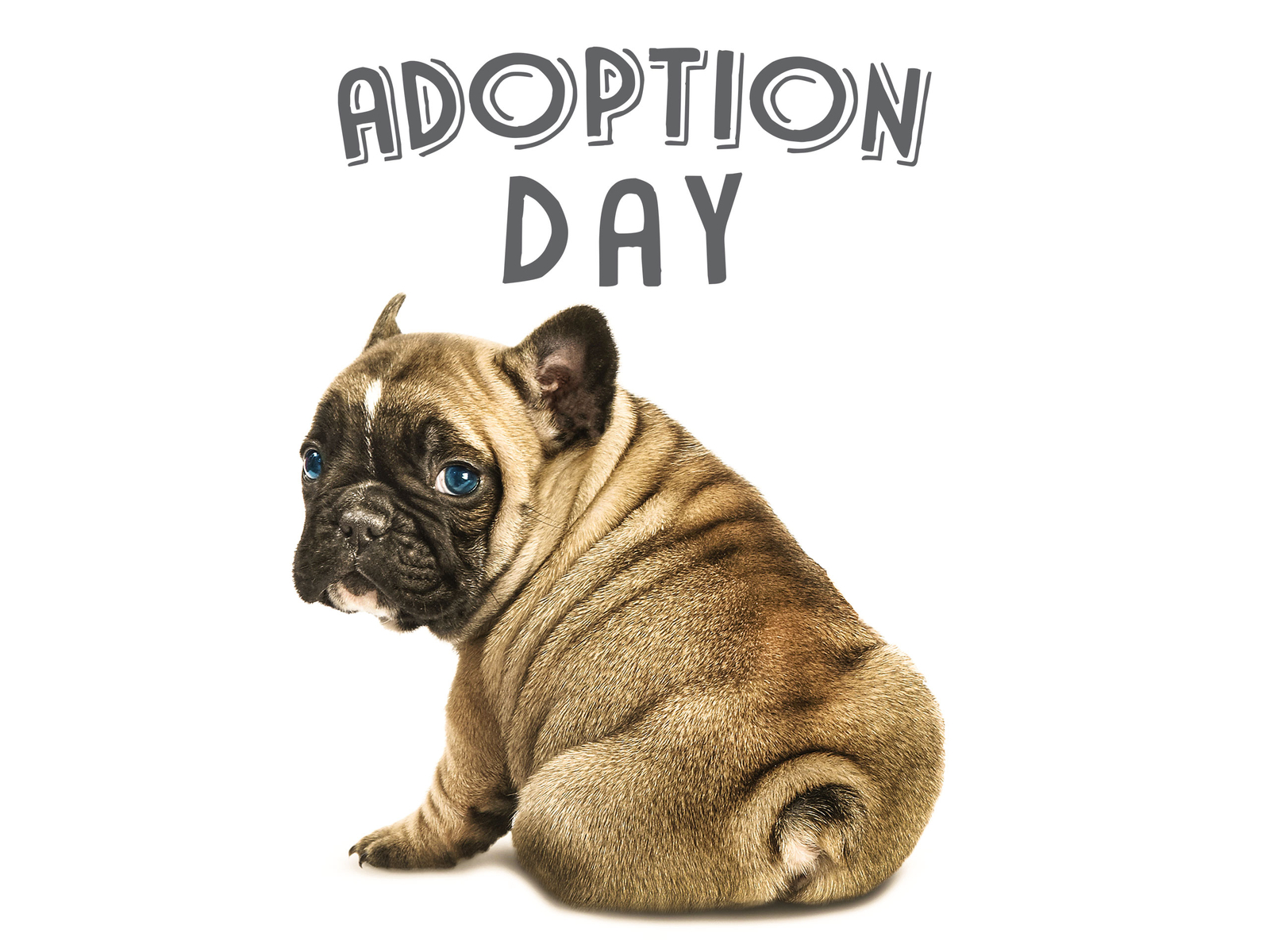 Prime Video: Adoption Day - Season 2