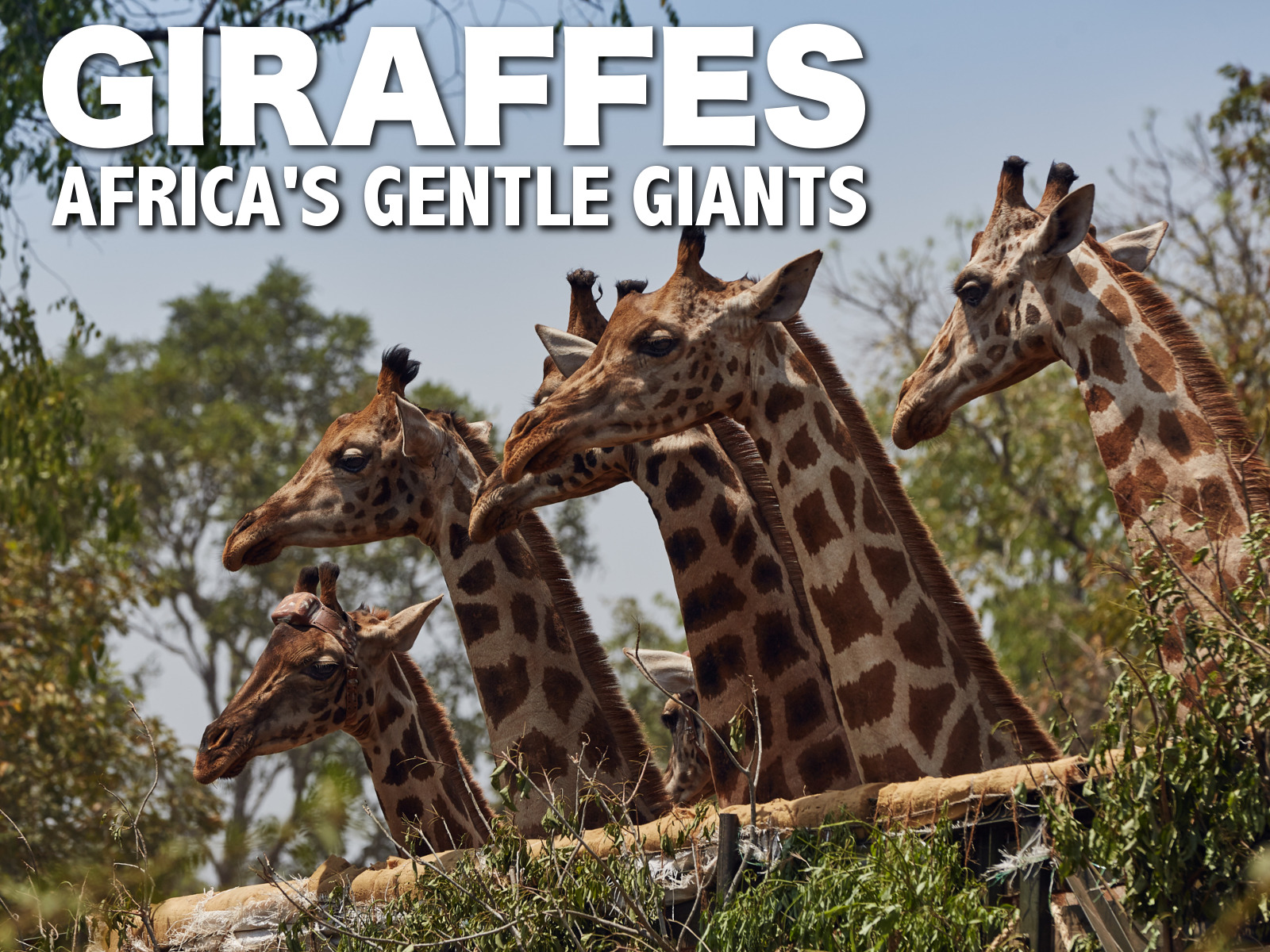 Prime Video: Giraffes: Africa's Gentle Giants, Season 1