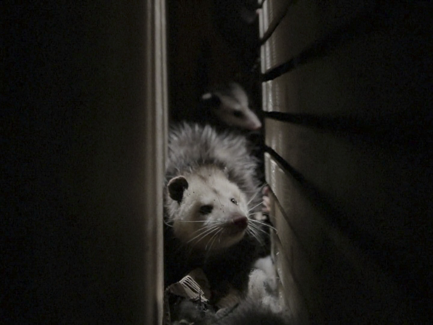 Prime Video: Infested! - Season 2