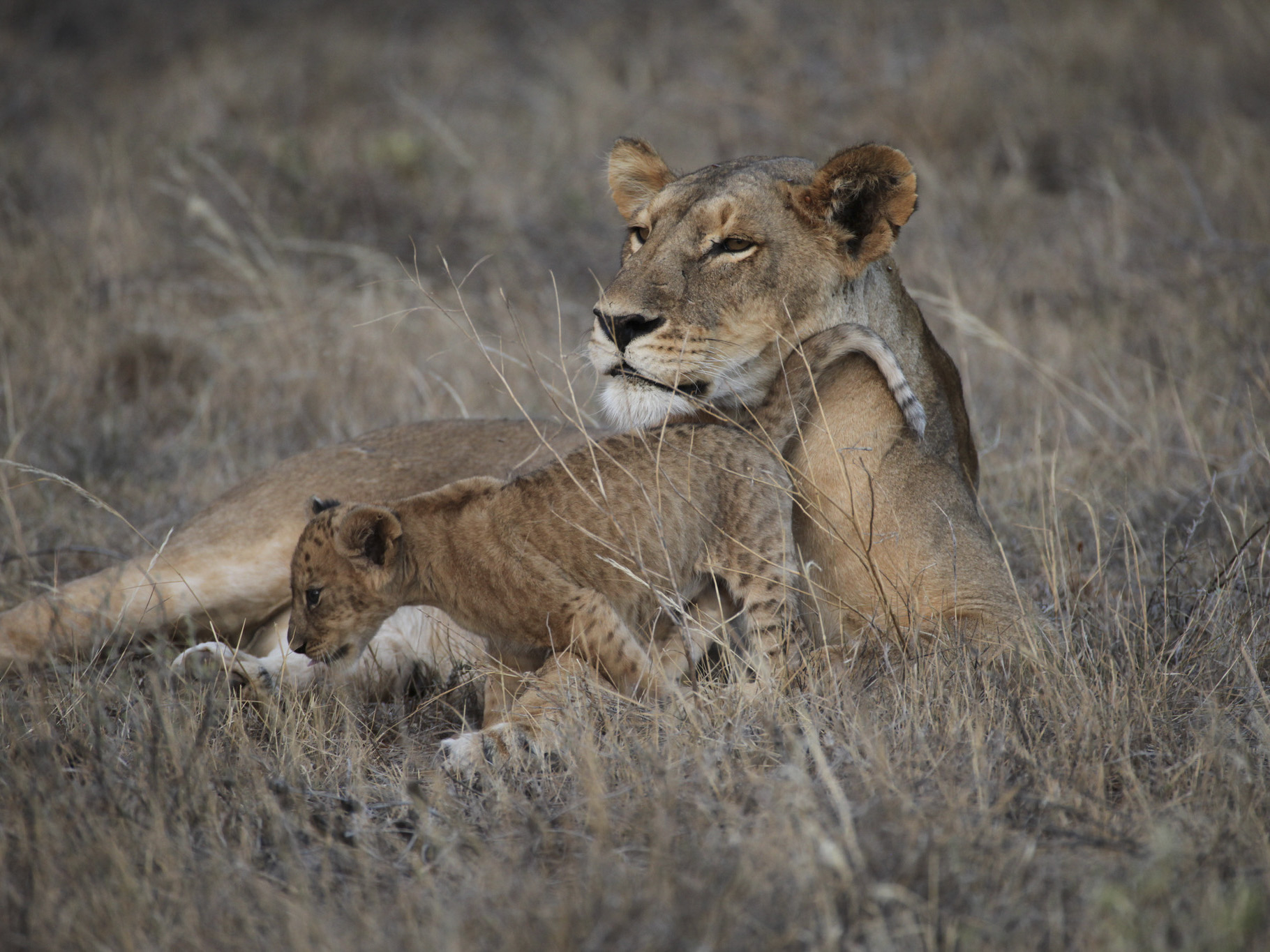 Prime Video: This Wild Life - Season 1