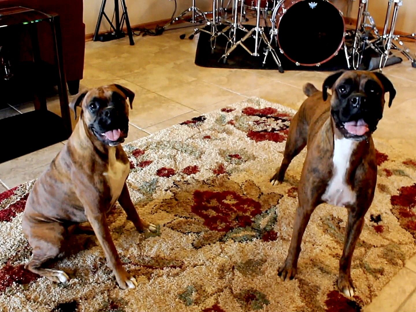 Prime Video: Bad Dog - Season 2