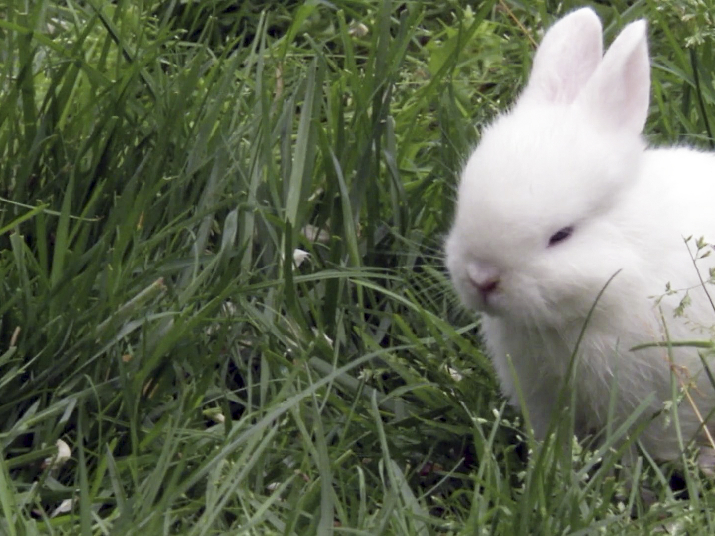 Prime Video: Too Cute! - Season 3