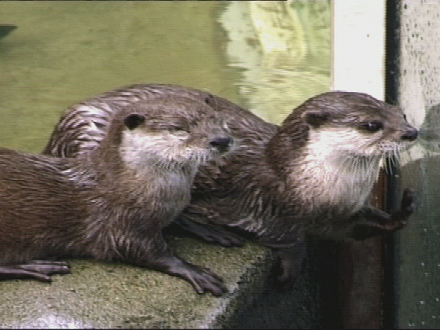 Prime Video: Crocodile Hunter Diaries - Season 1