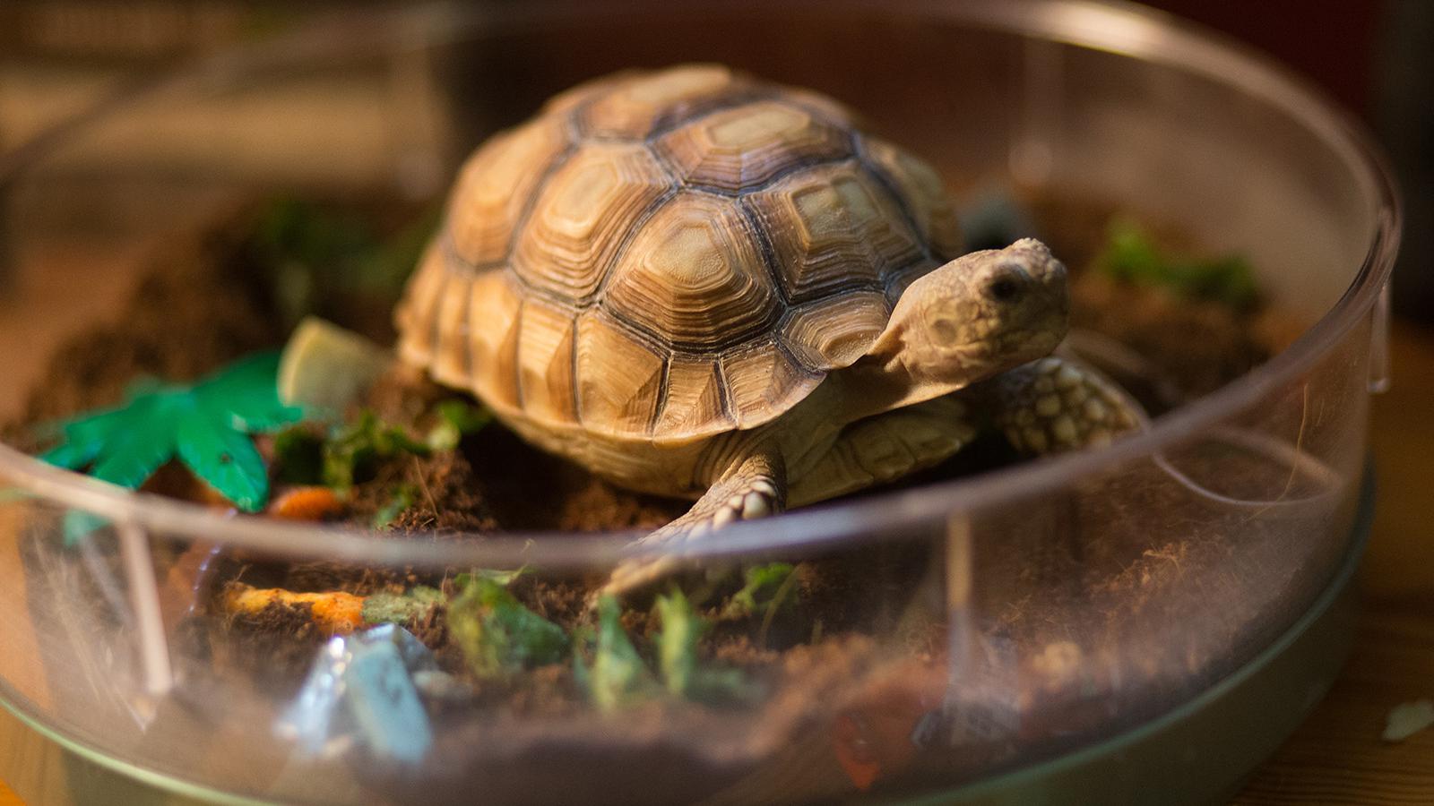 Prime Video: Transparent - Season 3