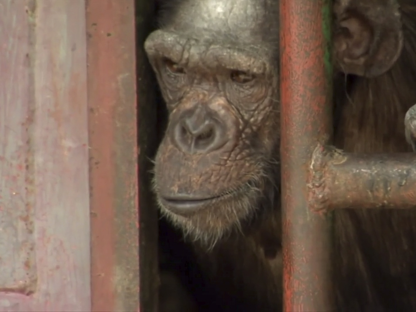 Prime Video: Escape to Chimp Eden - Season 1