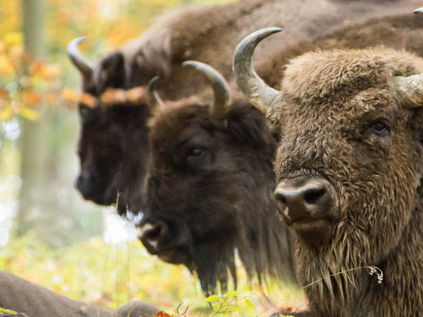 Prime Video: Rewilding - Season1