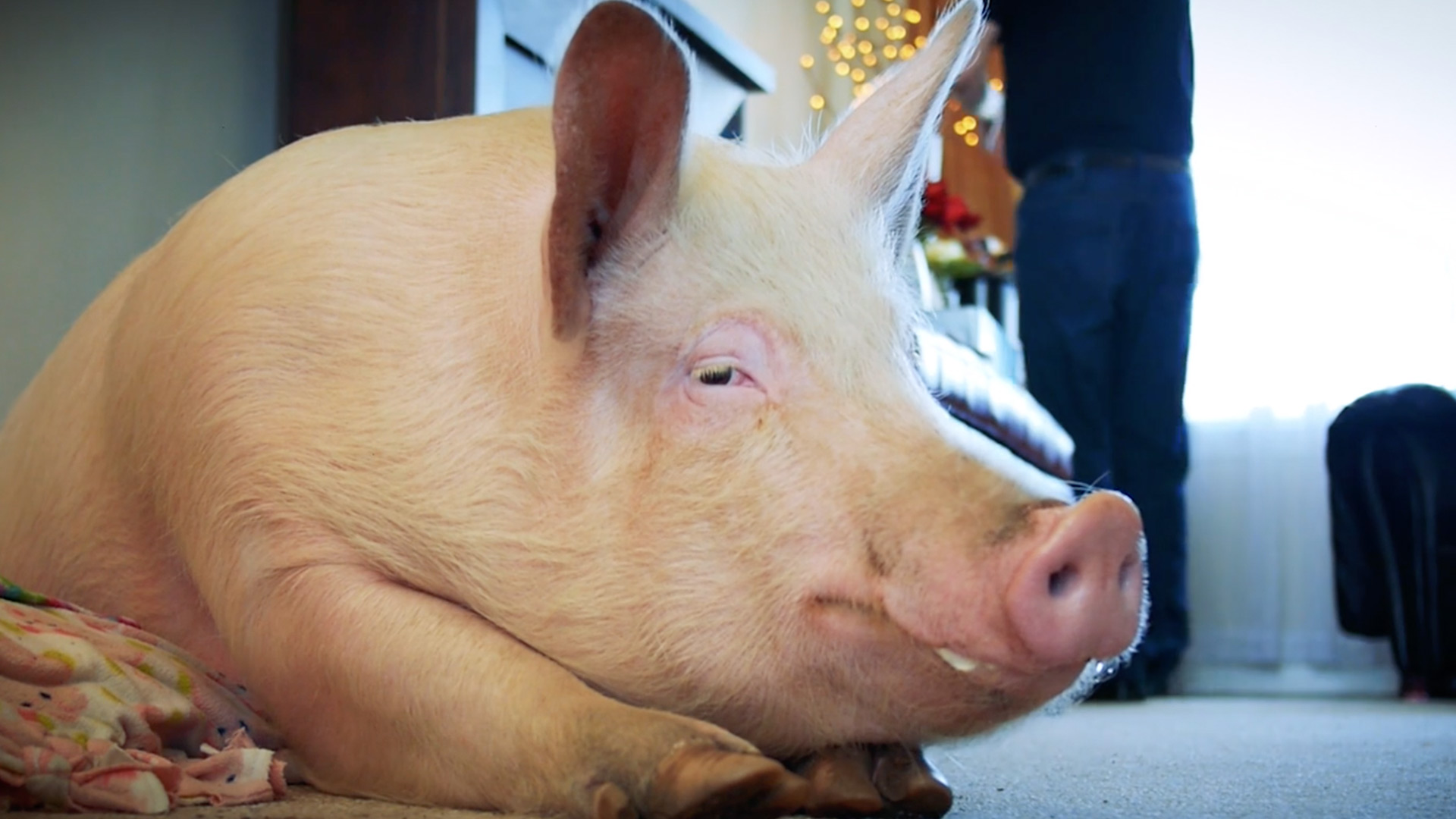 Watch The End of Meat | Prime Video