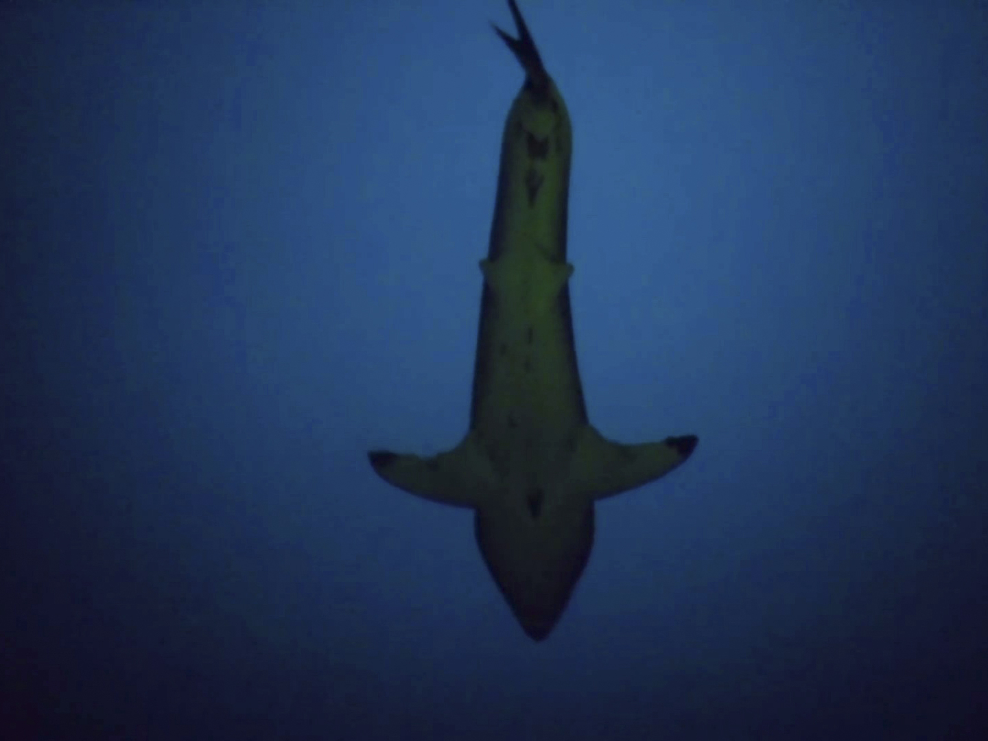 Prime Video: Jaws Of The Deep - Season 1