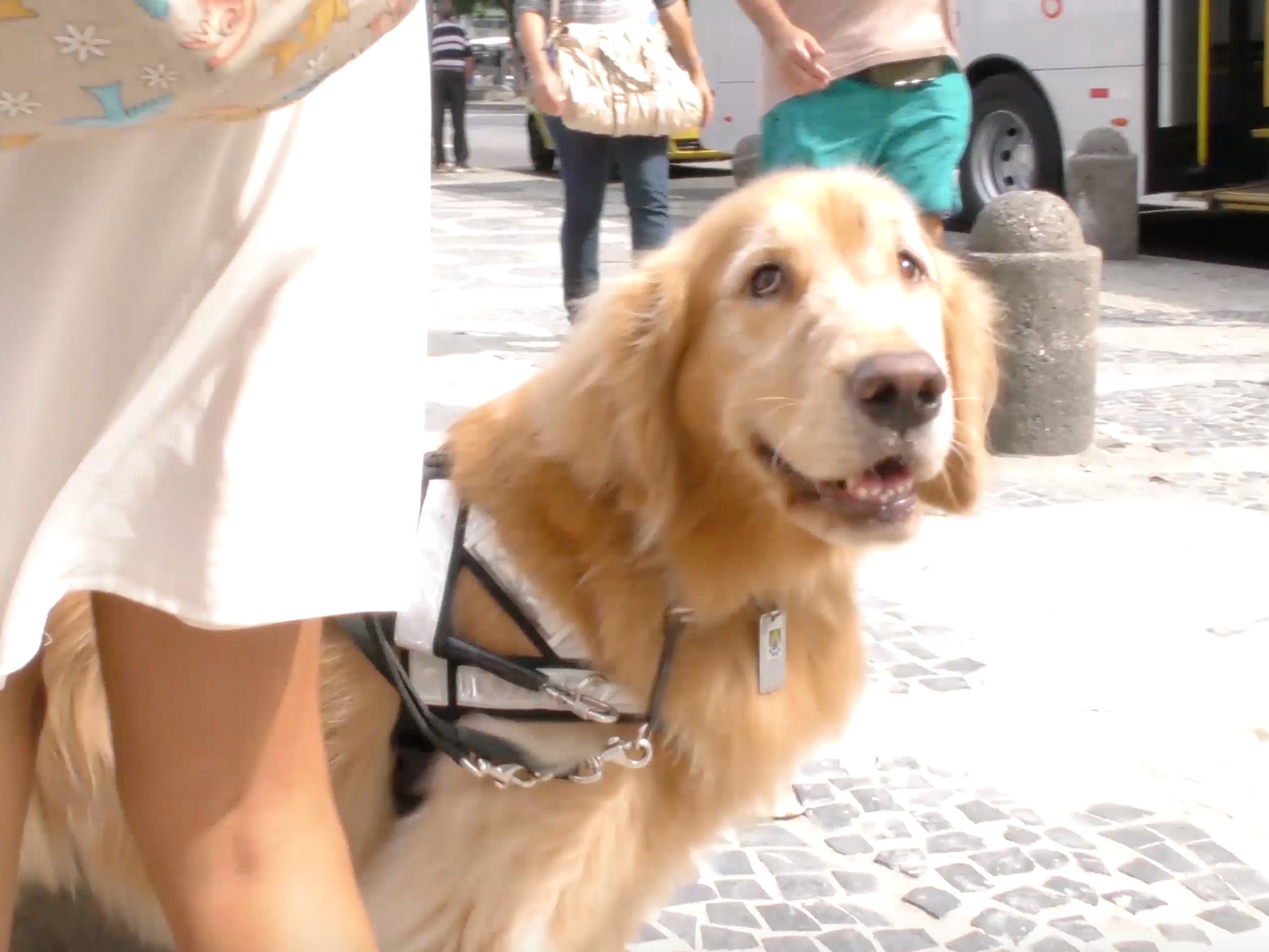 Prime Video: Pet Channel