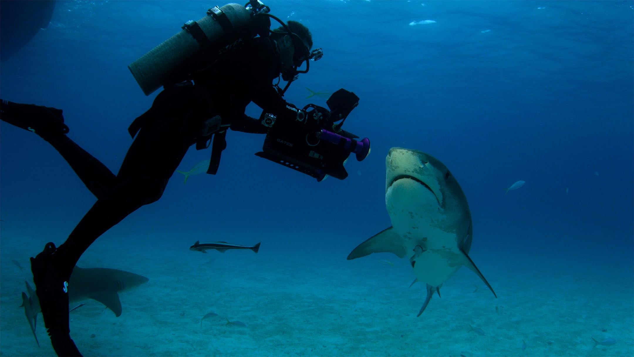 Watch Diving with Sharks: the Ultimate Guide | Prime Video