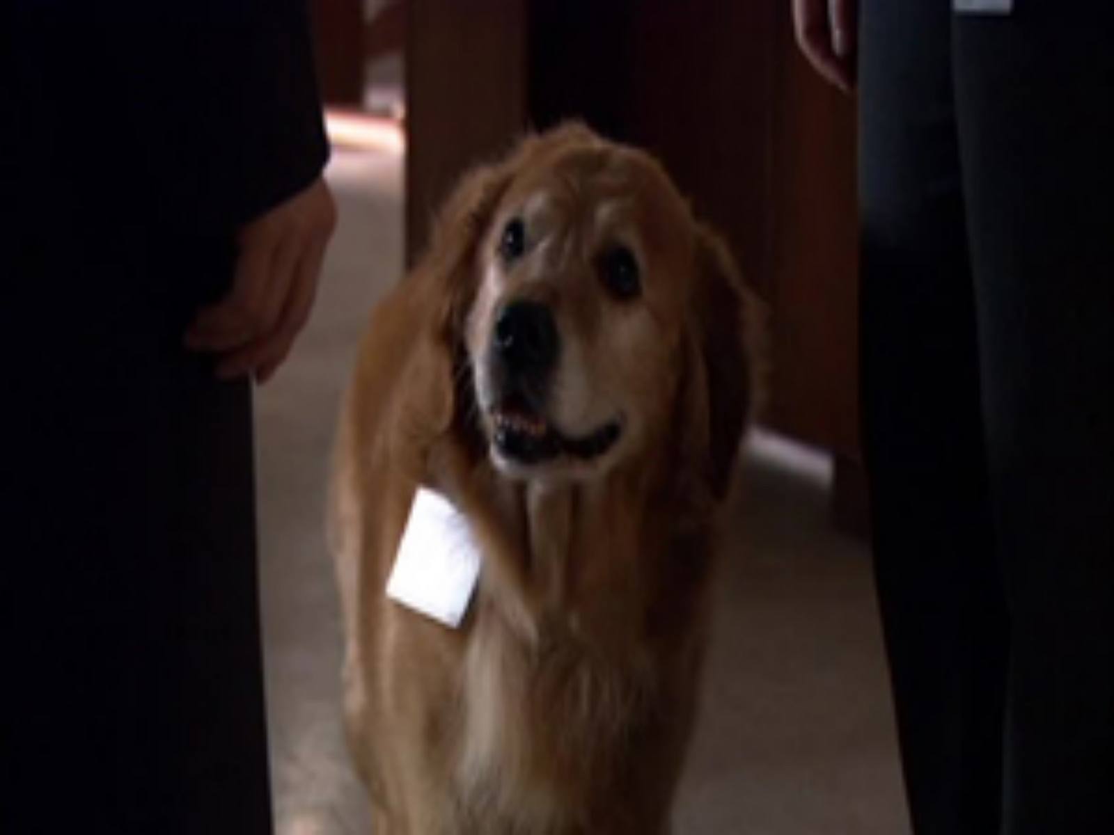 Prime Video: Sue Thomas F.B. Eye