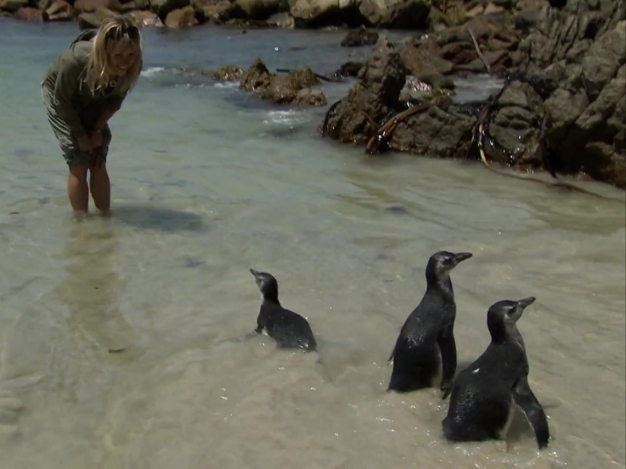 Prime Video: The Great Penguin Rescue
