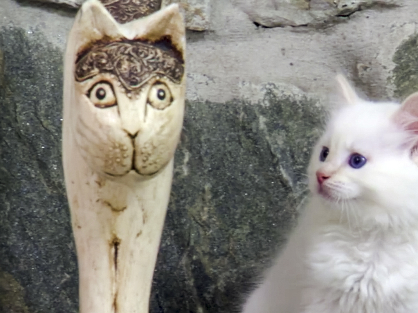 Prime Video: Too Cute! - Season 5