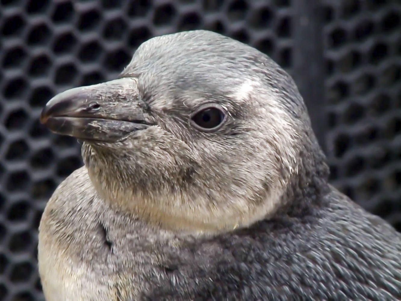 Prime Video: Meet The Penguins - Season 1