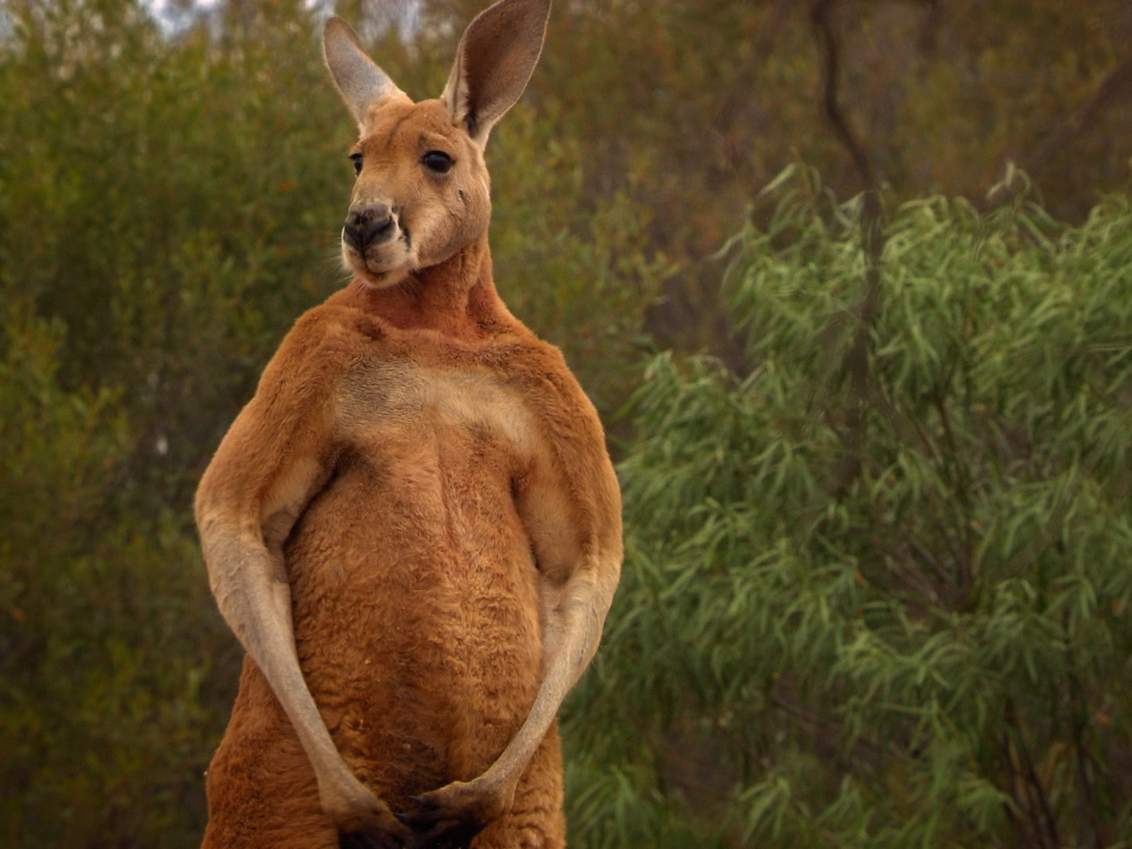 Prime Video: Australia's Deadly Monsters