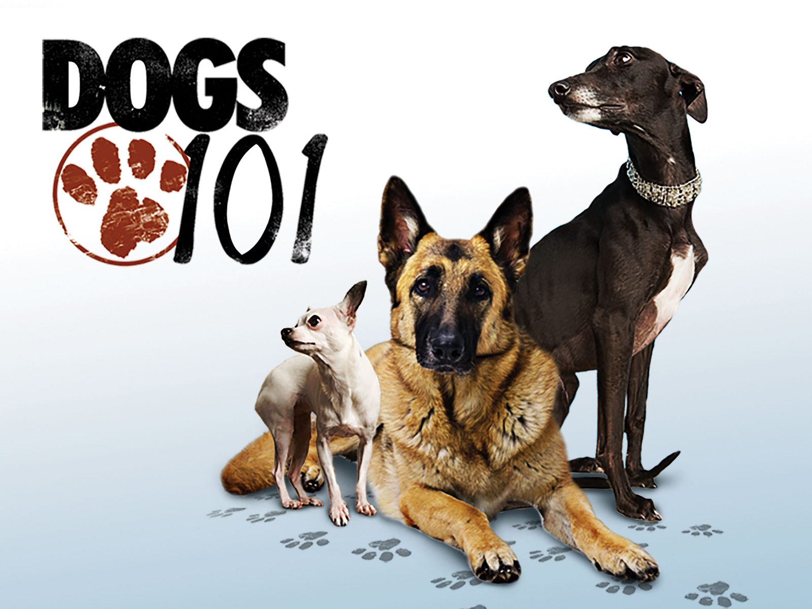 Prime Video: Dogs 101 - Season 1