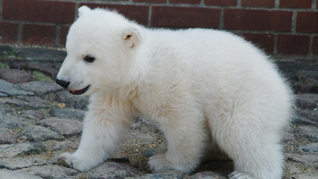 Watch Knut and Friends | Prime Video