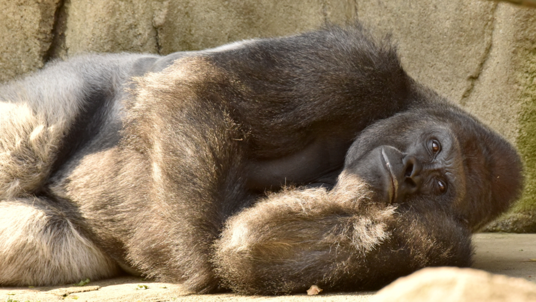 Prime Video: Harambe