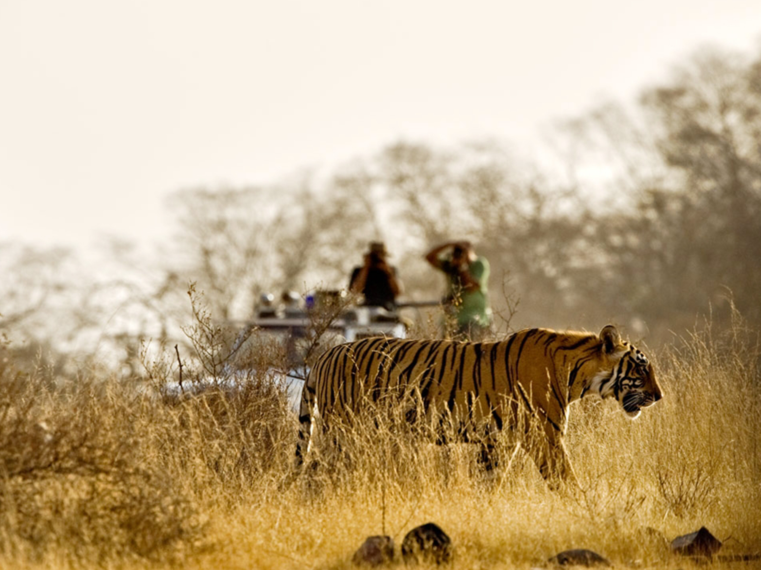 Prime Video: Wild Wild India Hindi