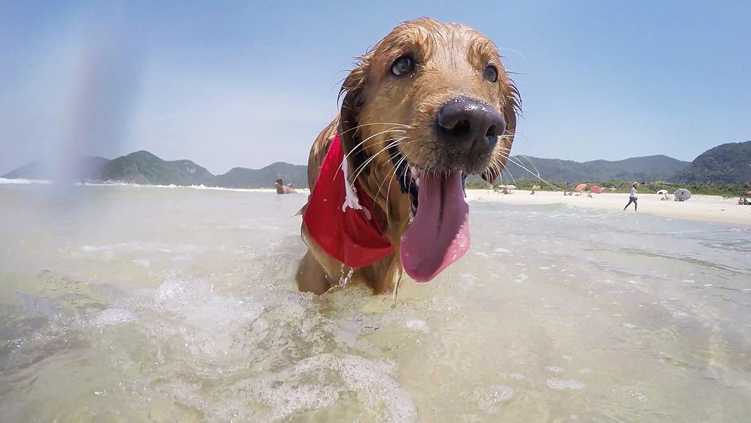 Prime Video: Pet Channel