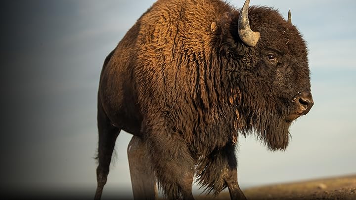 Watch Evolution Earth, Season 1 | Prime Video