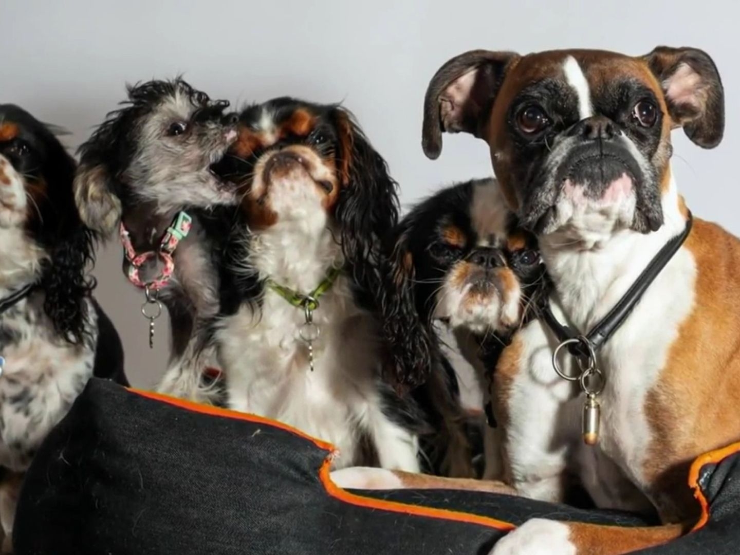 Prime Video: Amanda to the Rescue - Season 1