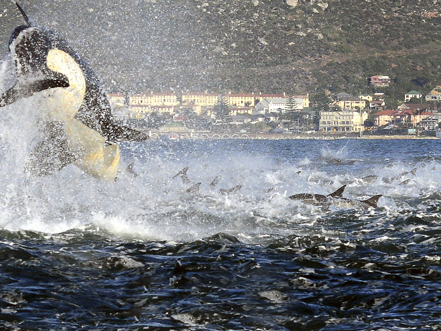 Prime Video: Killer Whales: The Mega Hunt - Season 1