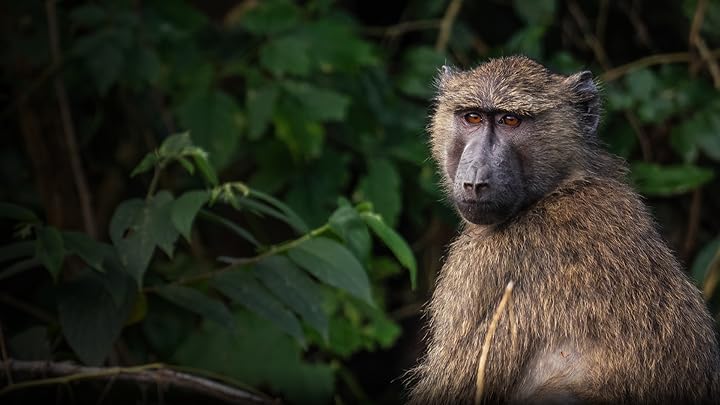 Prime Video: Monkey Hunters