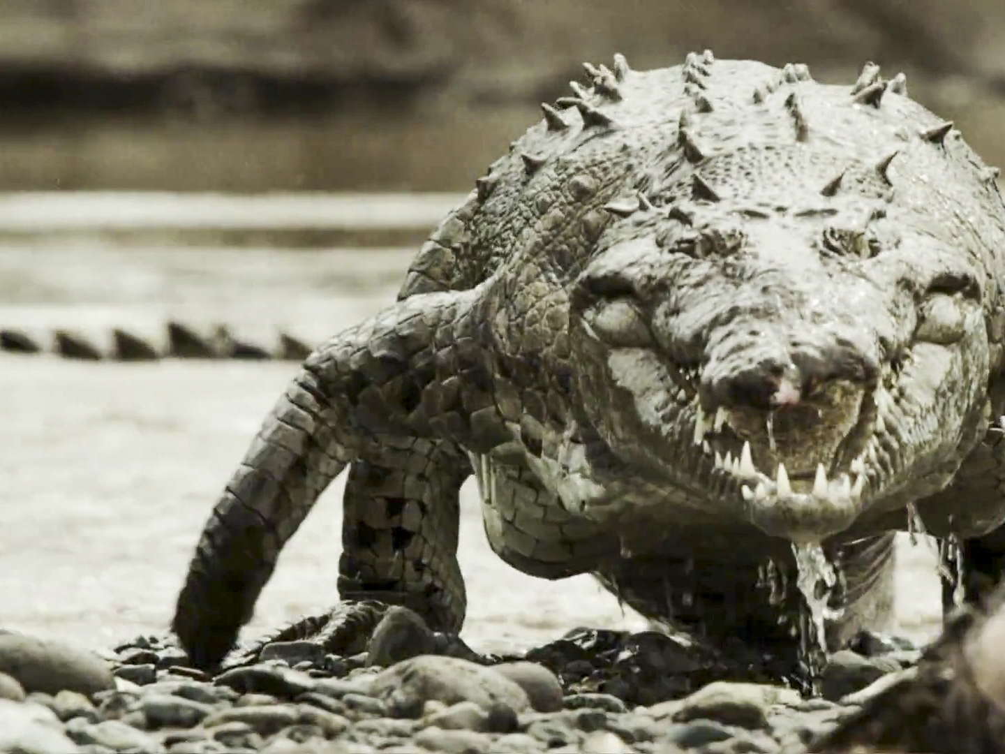 Prime Video: Monster Croc Invasion - Season 1