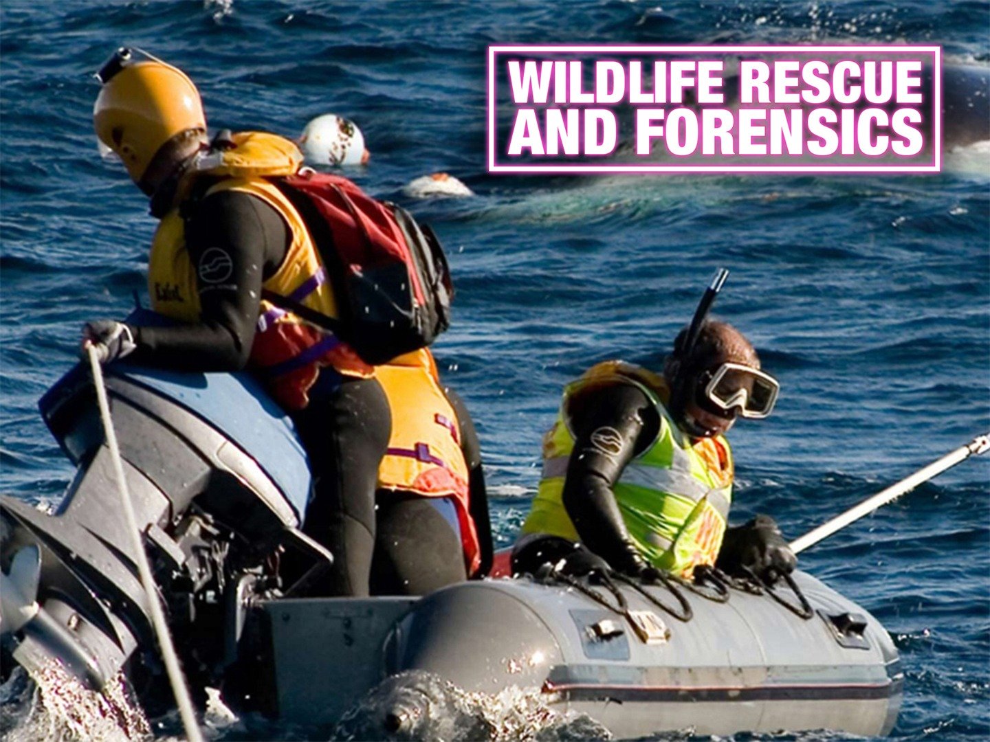 Prime Video: Wildlife Rescue and Forensics