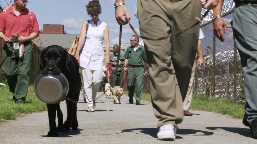 Watch Prison Dogs | Prime Video