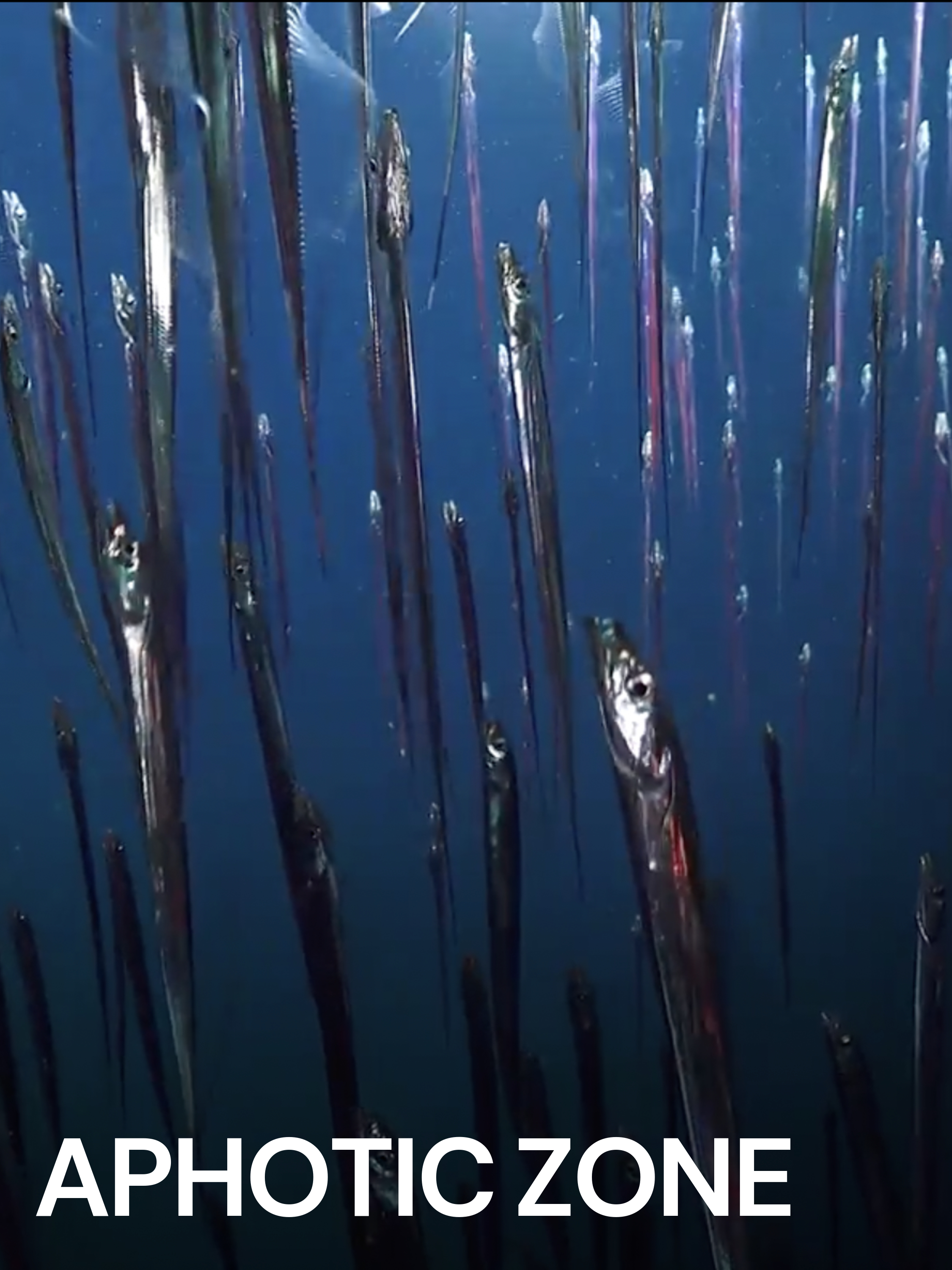 Prime Video: Aphotic Zone