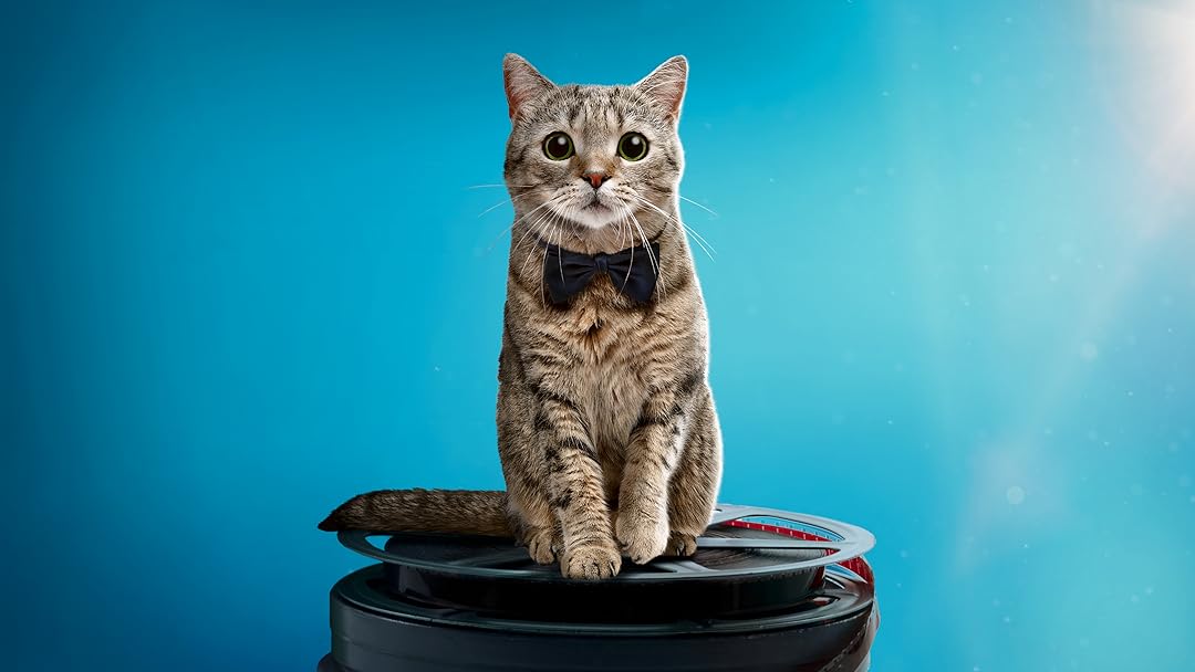 Watch Cat Film Festival Vol. 1 | Prime Video