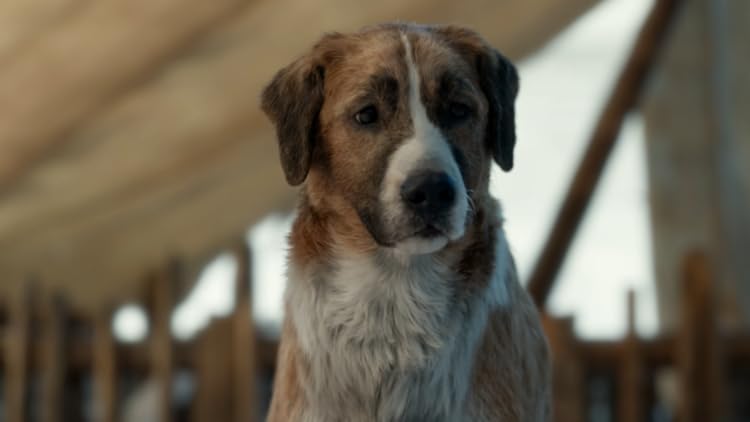Watch The Call of the Wild | Prime Video