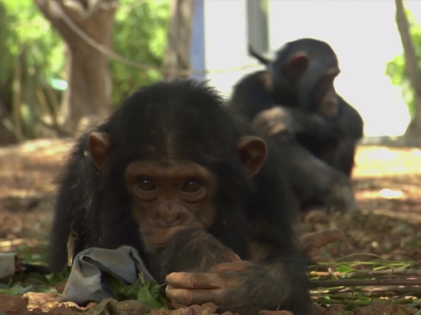 Prime Video: Escape to Chimp Eden - Season 2