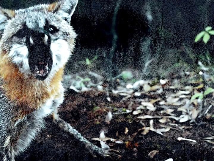 Prime Video: Rabid - Season 1