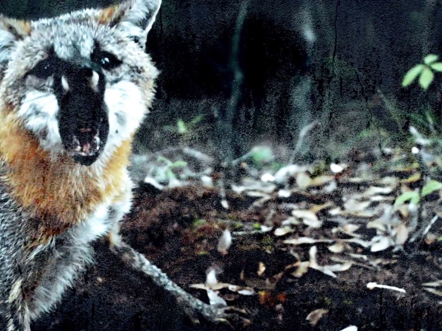 Prime Video: Rabid - Season 1